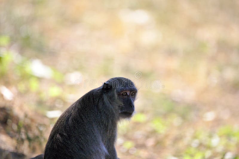 Monkeys : Old Macaque Sitting, Watching Stock Image - Image of portrait ...