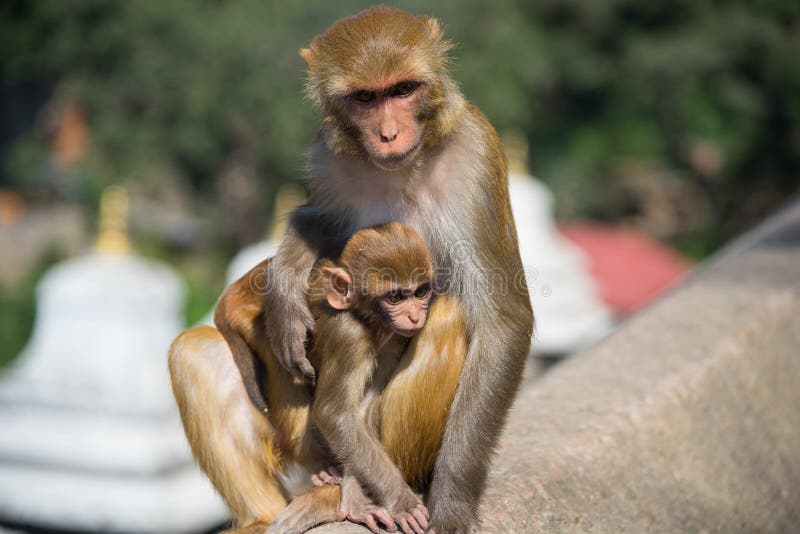 Monkeys in Pashupatinath Temple ,Kathmandu, Nepal. Stock Photo - Image ...