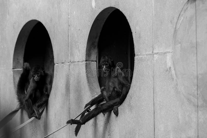 Monkeys Peeking from a Wall Stock Photo - Image of family, funny: 390497248