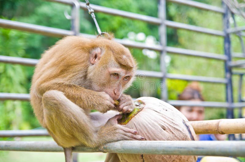 Monkeys pick coconuts stock photo. Image of green, pick - 34073948