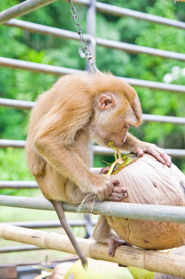 Monkeys pick coconuts stock photo. Image of green, pick - 34073948