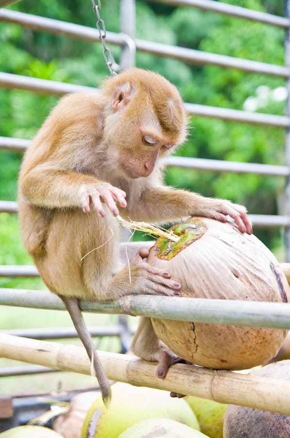 Monkeys pick coconuts stock photo. Image of green, pick - 34073948