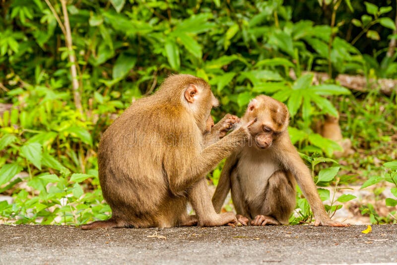 Monkeys Picking Each Other S Skin Against Green Plants and Trees Stock ...