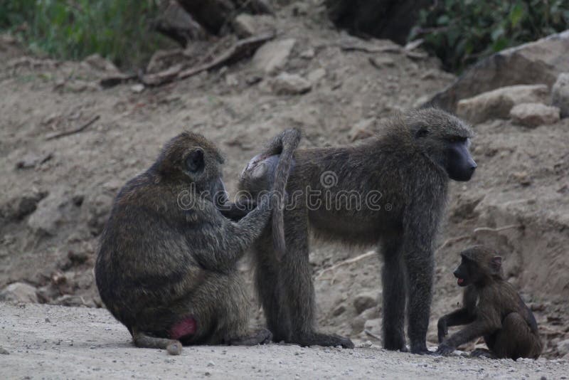 Monkeys picking lice stock photo. Image of lice, baboon - 43600064