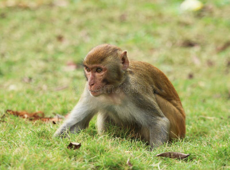 Monkeys Play on Green Grass Stock Image - Image of grass, view: 210271693