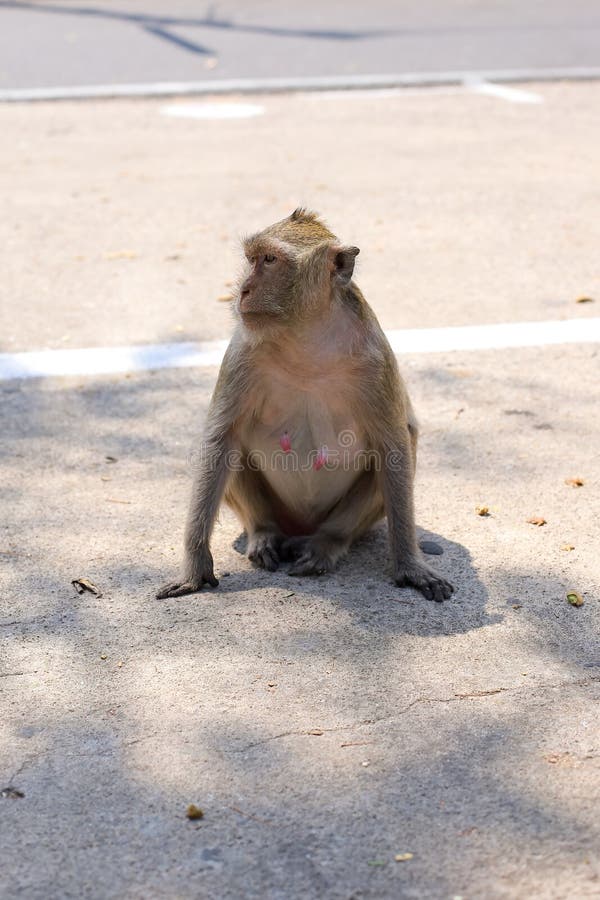 Monkeys Play and Looking Around. Stock Image - Image of eating, jungle ...