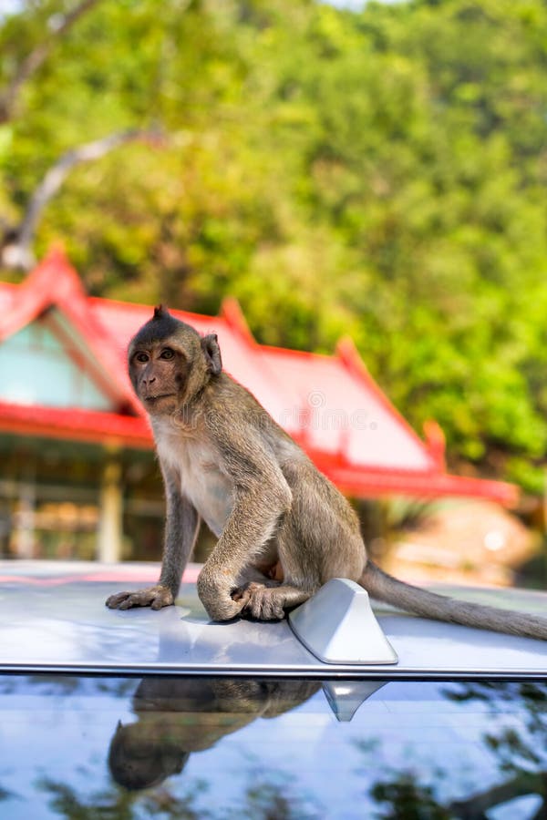 Monkeys Play and Looking Around. Stock Photo - Image of looking, monkey ...