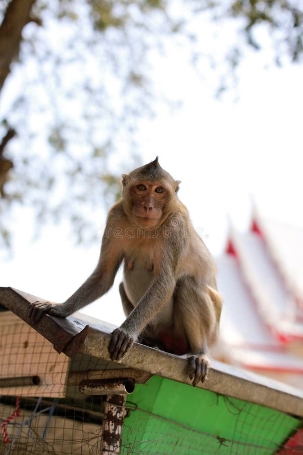 Monkeys Play and Looking Around. Stock Photo - Image of looking, monkey ...
