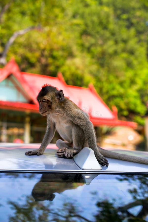 Monkeys Play and Looking Around. Stock Photo - Image of looking, monkey ...