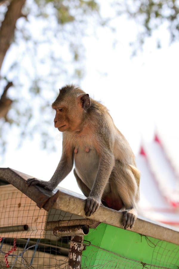 Monkeys Play and Looking Around. Stock Image - Image of jungle, asia ...