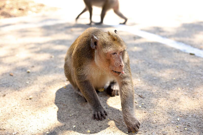 Monkeys Play and Looking Around. Stock Photo - Image of monkey, mammal ...