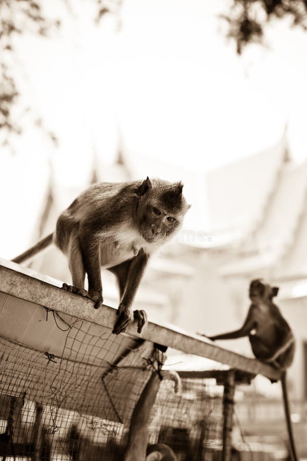 Monkeys Play and Looking Around. Stock Image - Image of hair, monkey ...