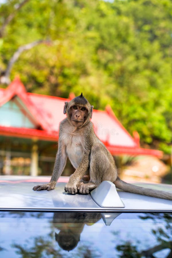 Monkeys Play and Looking Around. Stock Photo - Image of macaque, brown ...