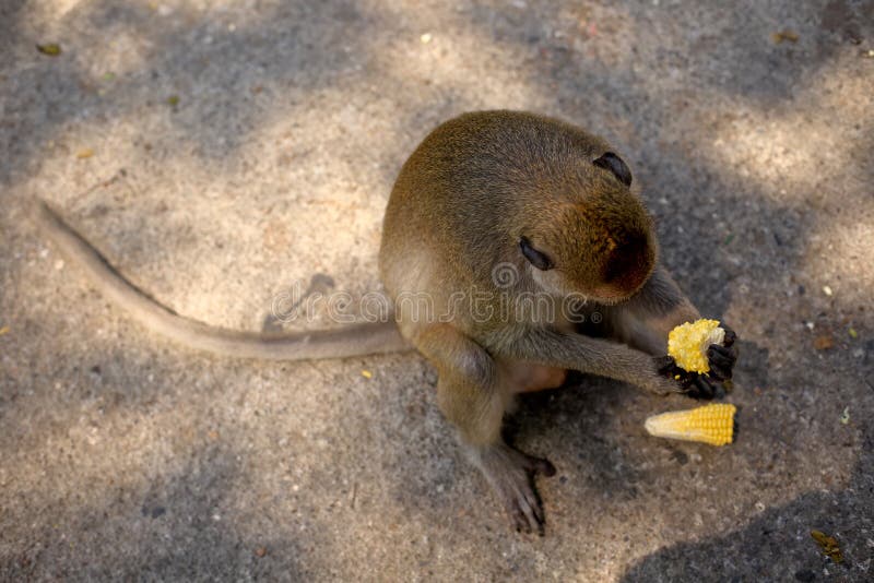 Monkeys Play and Looking Around. Stock Image - Image of eating, mammal ...