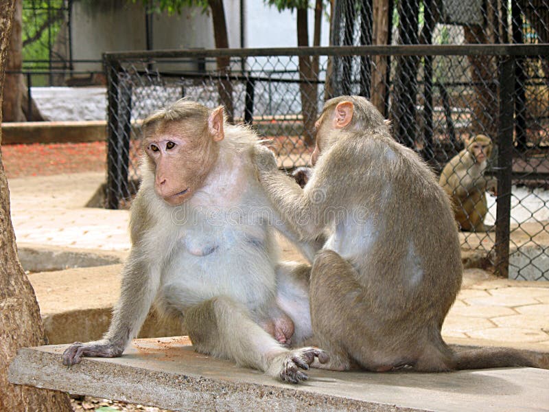 Monkeys playing stock image. Image of playing, mammals - 2747043