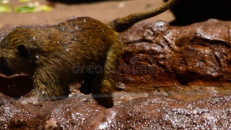 Monkeys playing around stock video. Video of mothernature - 107644475