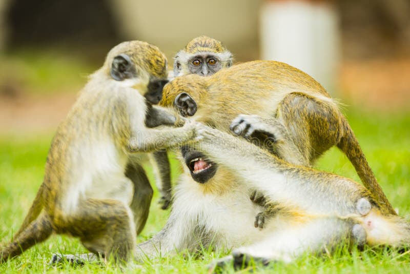 Monkeys Playing with Each Other Stock Photo - Image of west, africa ...