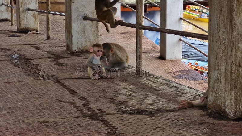 Uttar Pradesh, India - Jul 24, 2024: Monkeys Playing on the Edge of the ...