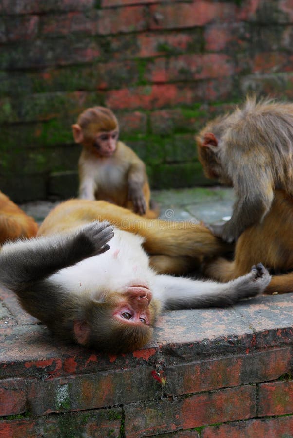 Monkeys Playing in the Park Stock Image - Image of playing, mammal ...