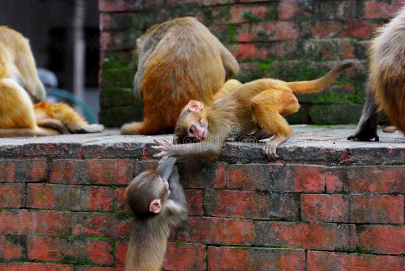 MonkeyS Playing in the Park Stock Image - Image of dreaming, hair: 13137215