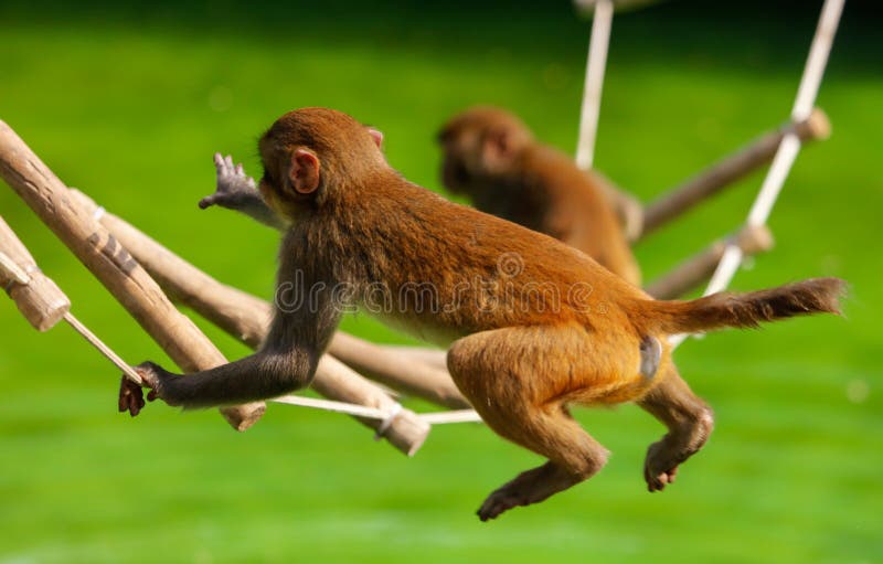 Monkeys are Playing on the Stairs in the Park Stock Image - Image of ...