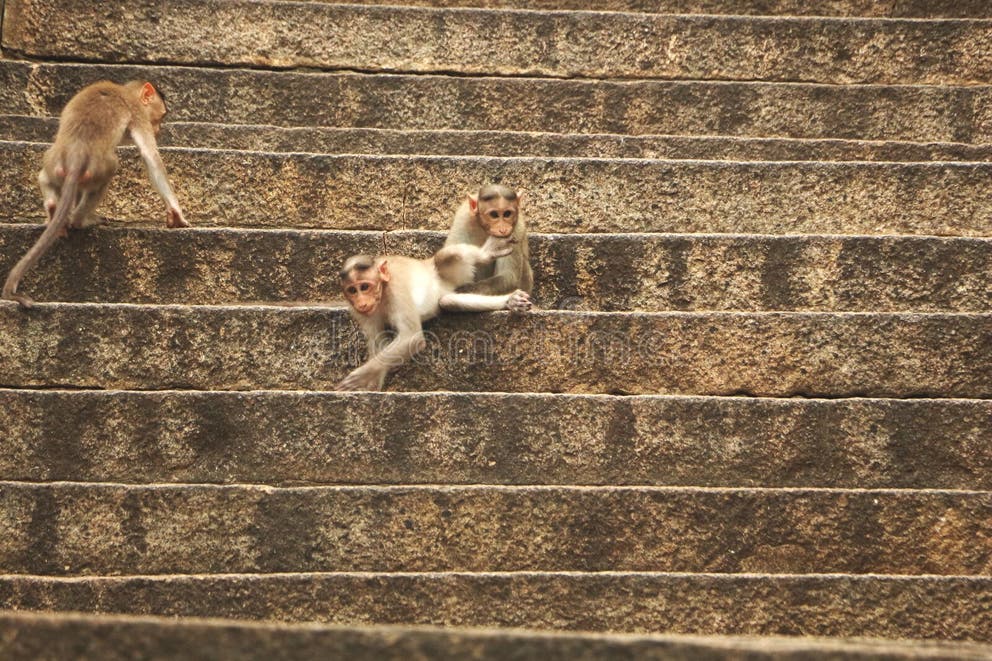 Monkeys Playing in Stone Steps Stock Image - Image of steps, flooring ...