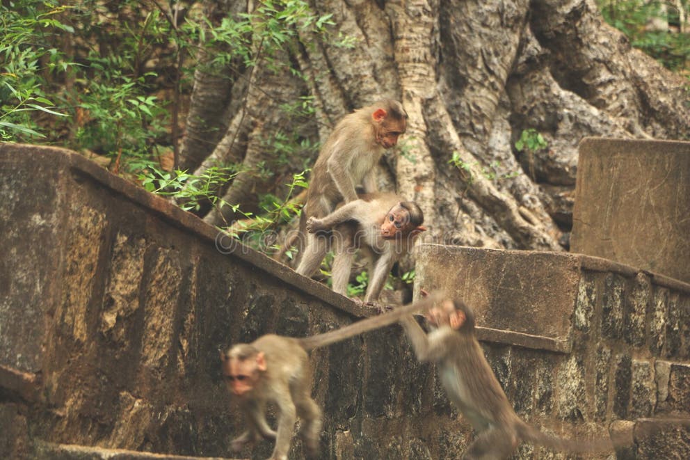 Monkeys Playing in Temple Yard. Stock Photo - Image of primate, mammal ...