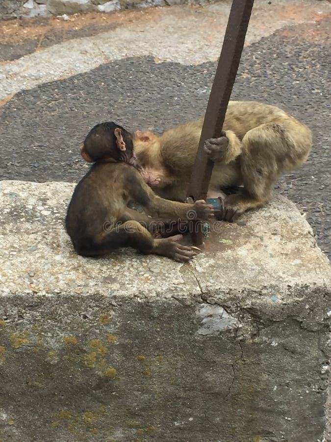 Monkeys Playing Together and Have Fun Stock Image - Image of world ...