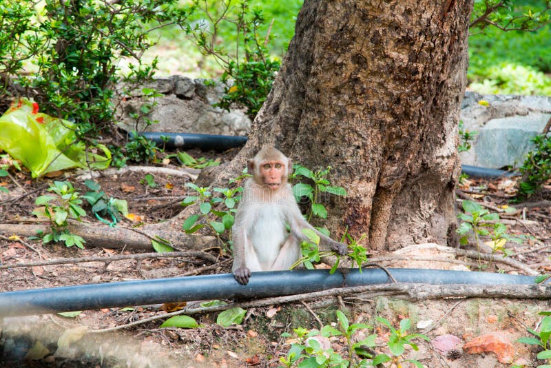 Monkeys Playing on a Tree Branch Stock Image - Image of happiness ...