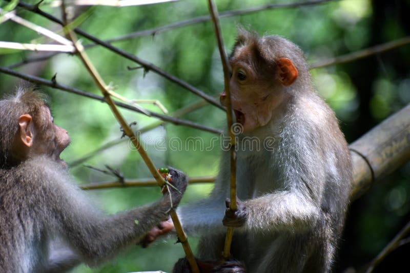 Playing Monkeys stock image. Image of chimpanzee, primate - 224438821