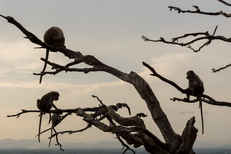 Monkeys playing on a tree stock photo. Image of monkey - 116860556