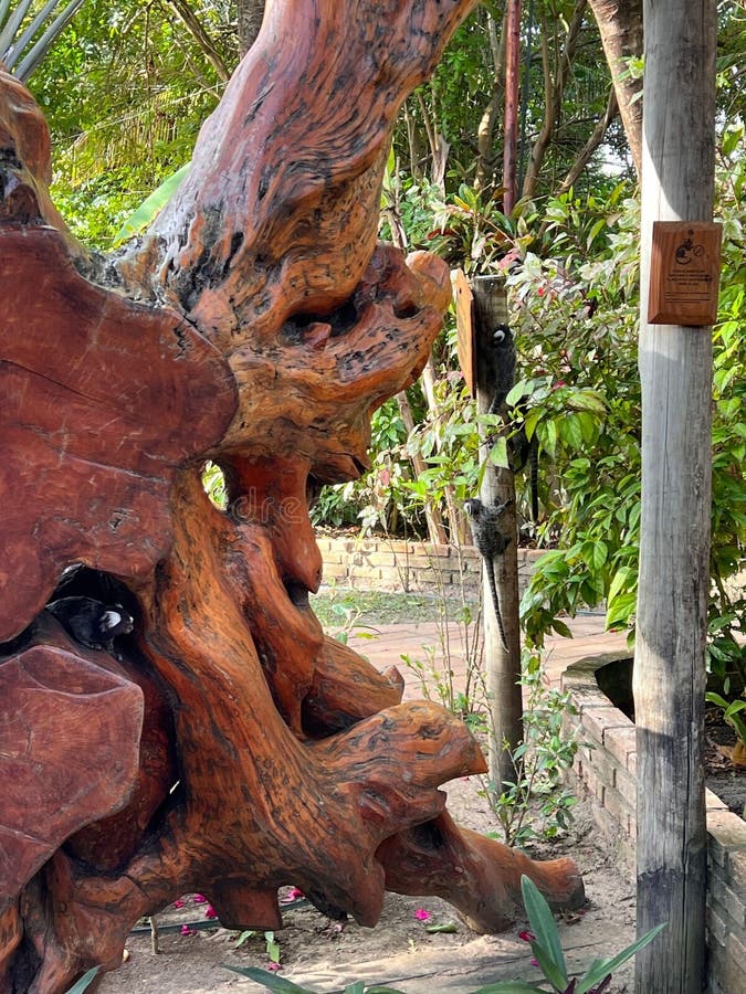 Monkeys Playing on a Tree Trunk Stock Photo - Image of trunk, animais ...