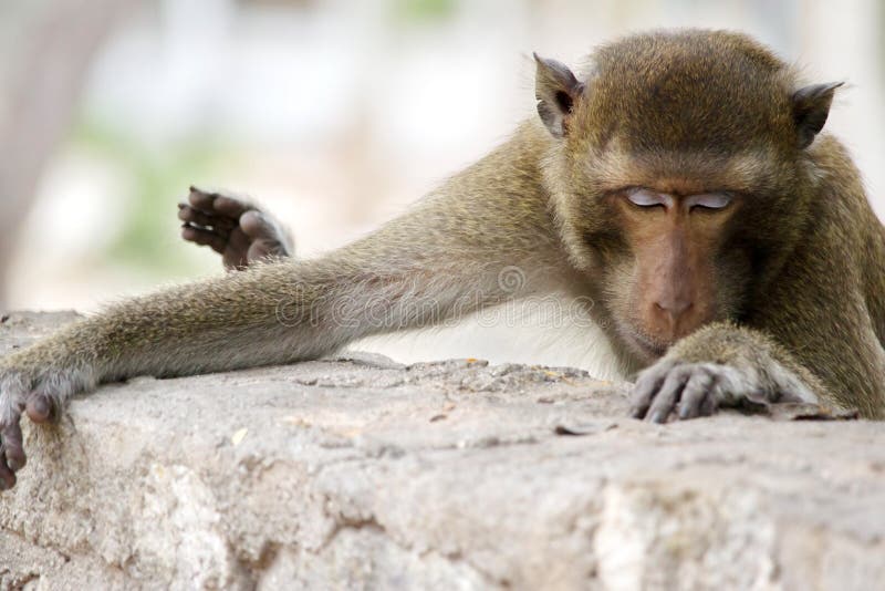 Monkeys portrait stock photo. Image of close, portrait - 69686736