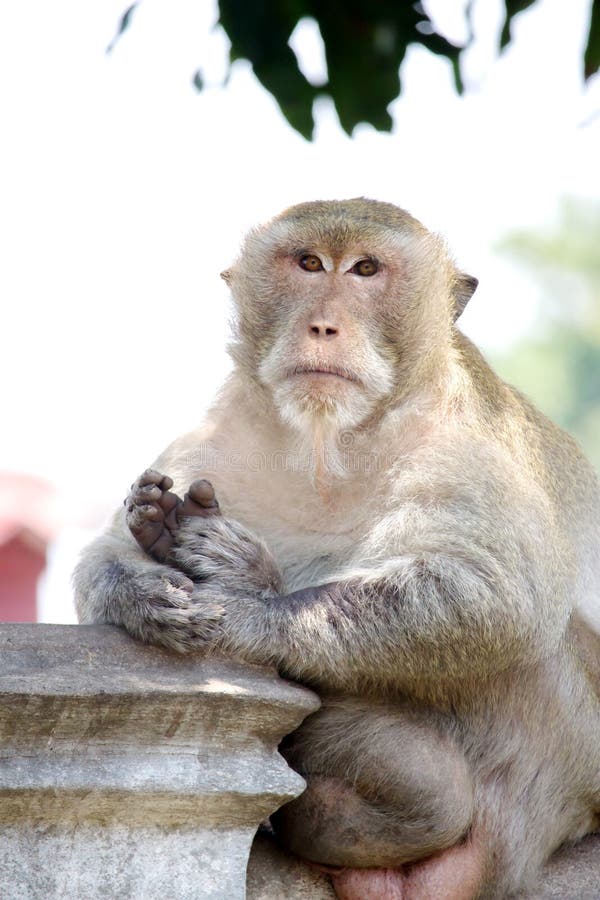 Monkeys portrait stock photo. Image of natural, portrait - 69750186