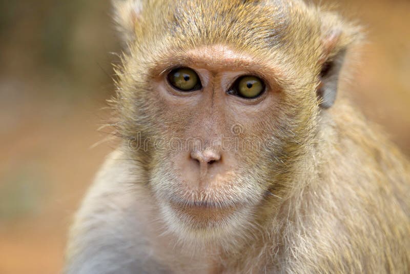 Monkeys portrait stock photo. Image of forest, close - 70104604
