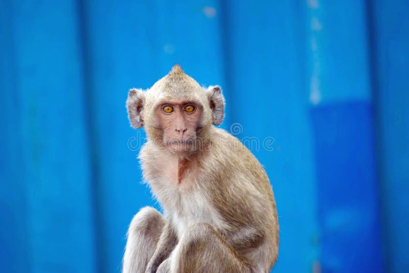 Monkeys portrait stock photo. Image of cute, crab, real - 70214350