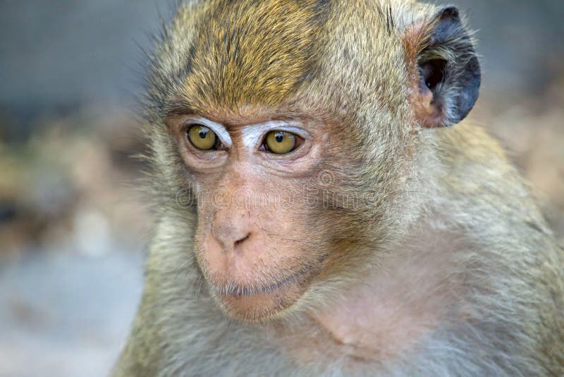 Monkeys portrait stock photo. Image of eating, real, portrait - 70214454