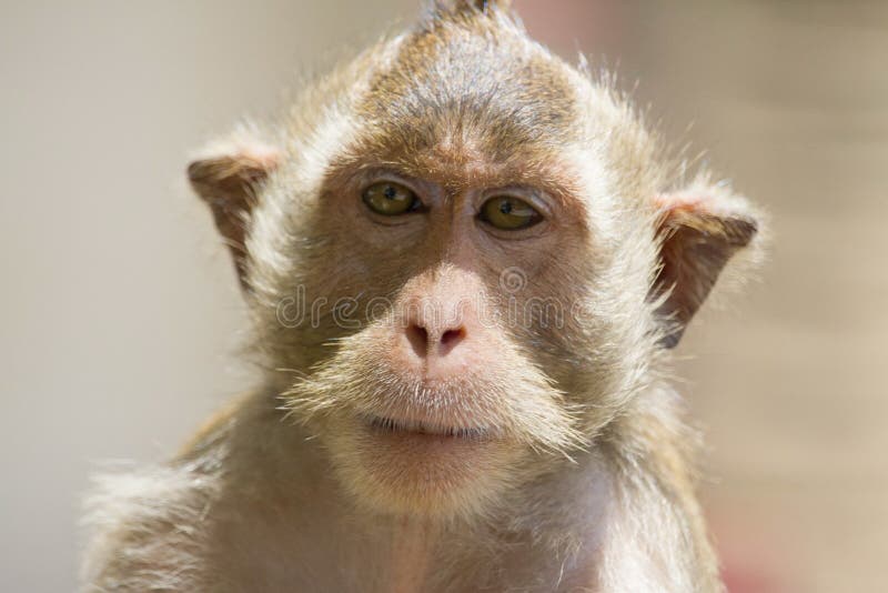 Monkeys portrait stock photo. Image of forest, crab, eating - 72728064