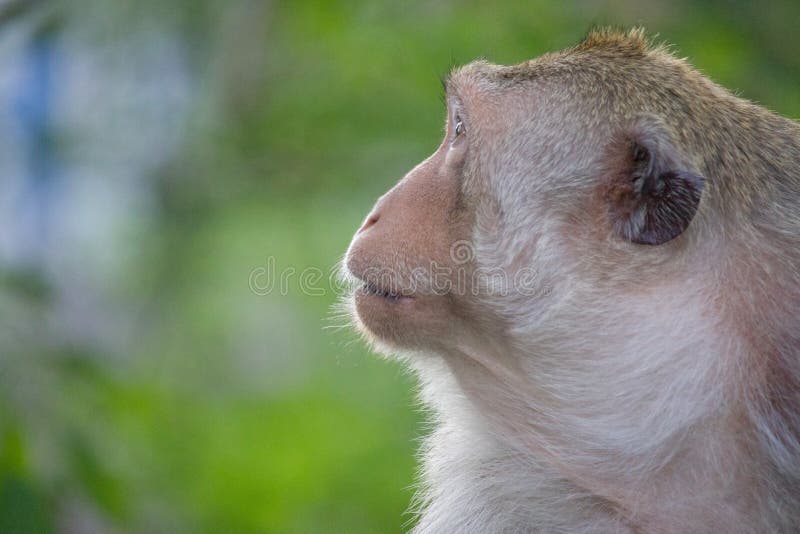 Monkeys portrait stock image. Image of monkey, close - 72728143