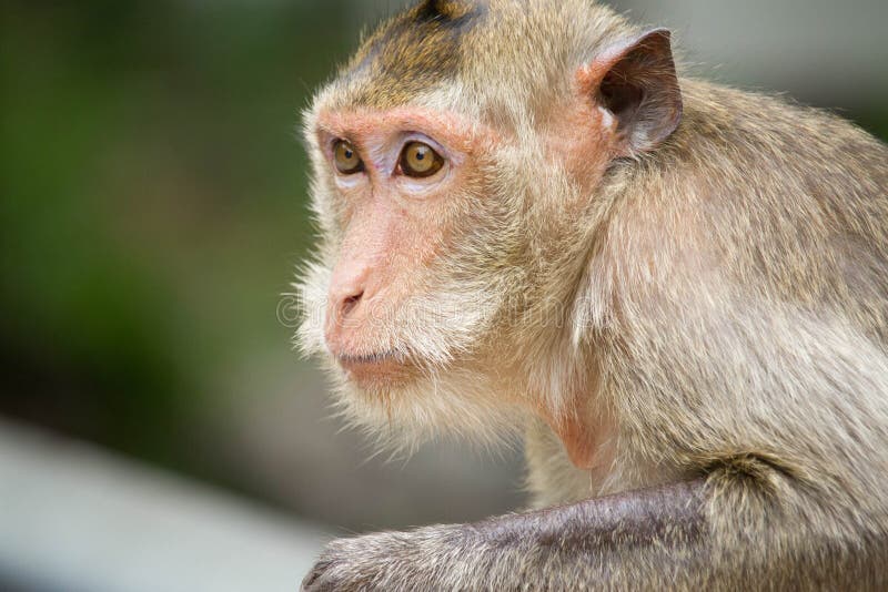 Monkeys portrait stock photo. Image of tropical, thailand - 72964528