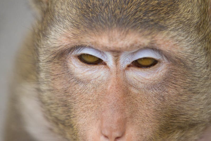 Monkeys portrait stock image. Image of tropical, close - 75269993