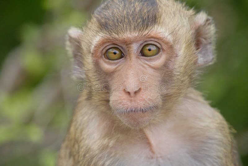 Monkeys portrait stock image. Image of crab, forest, natural - 76971609