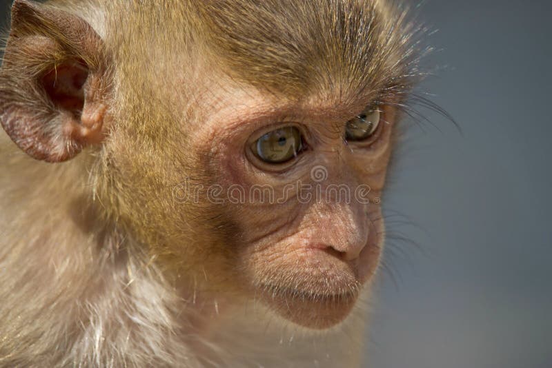 Monkeys portrait stock photo. Image of thailand, real - 77577870