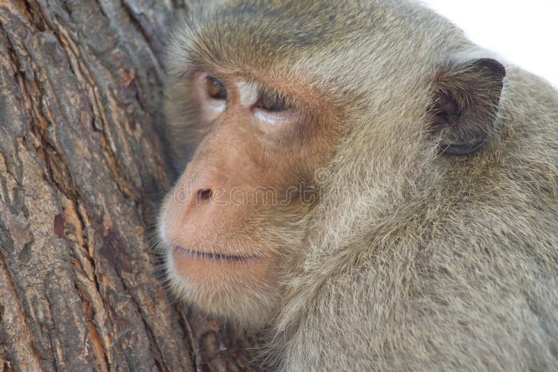 Monkeys portrait stock image. Image of real, portrait - 77577877