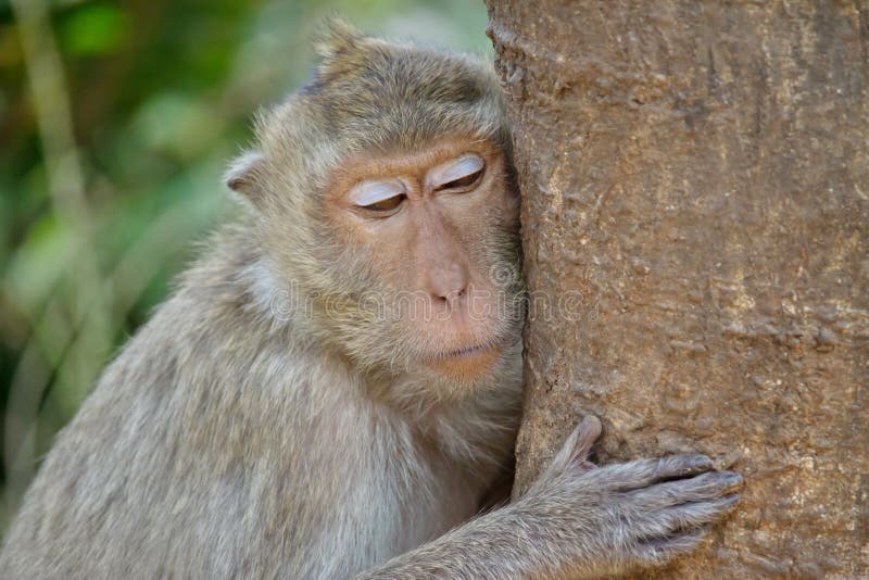 Monkeys portrait stock photo. Image of monkey, eating - 77631652