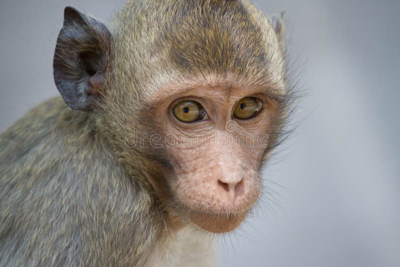 Monkeys portrait stock image. Image of cute, tropical - 77886263
