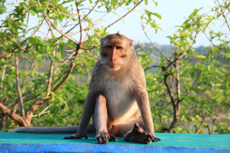 Monkeys Relax at Dusk among the Trees Stock Photo - Image of chimpanzee ...