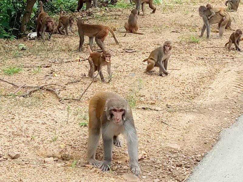Monkeys are on the road stock image. Image of area, road - 197344067