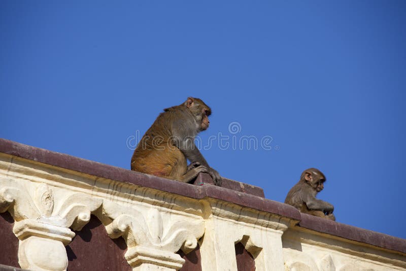 Monkeys Two Roof Animals stock photo. Image of animals - 31953356