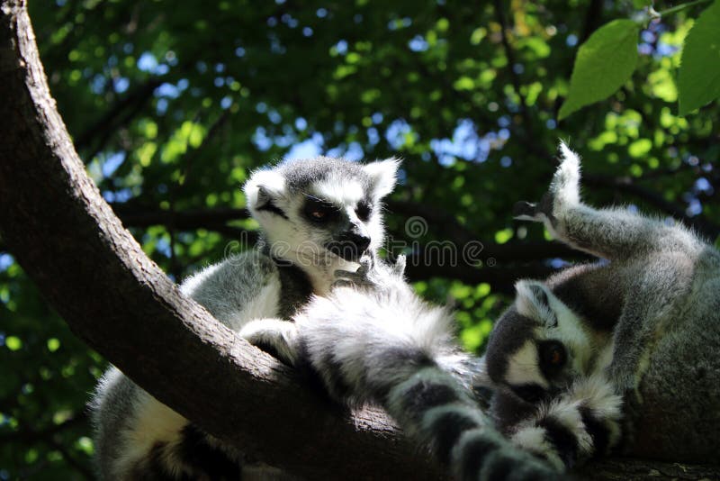 Monkeys stock photo. Image of captive, wild, safari, tree - 53999734